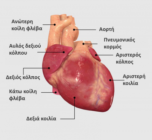 Πώς λειτουργεί η καρδιά - % % sitename%%